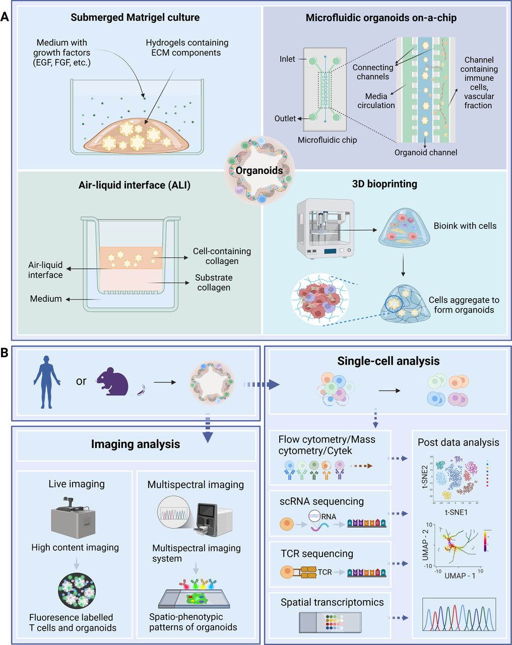 Tumor organoids in immunotherapy: from disease modeling to ...