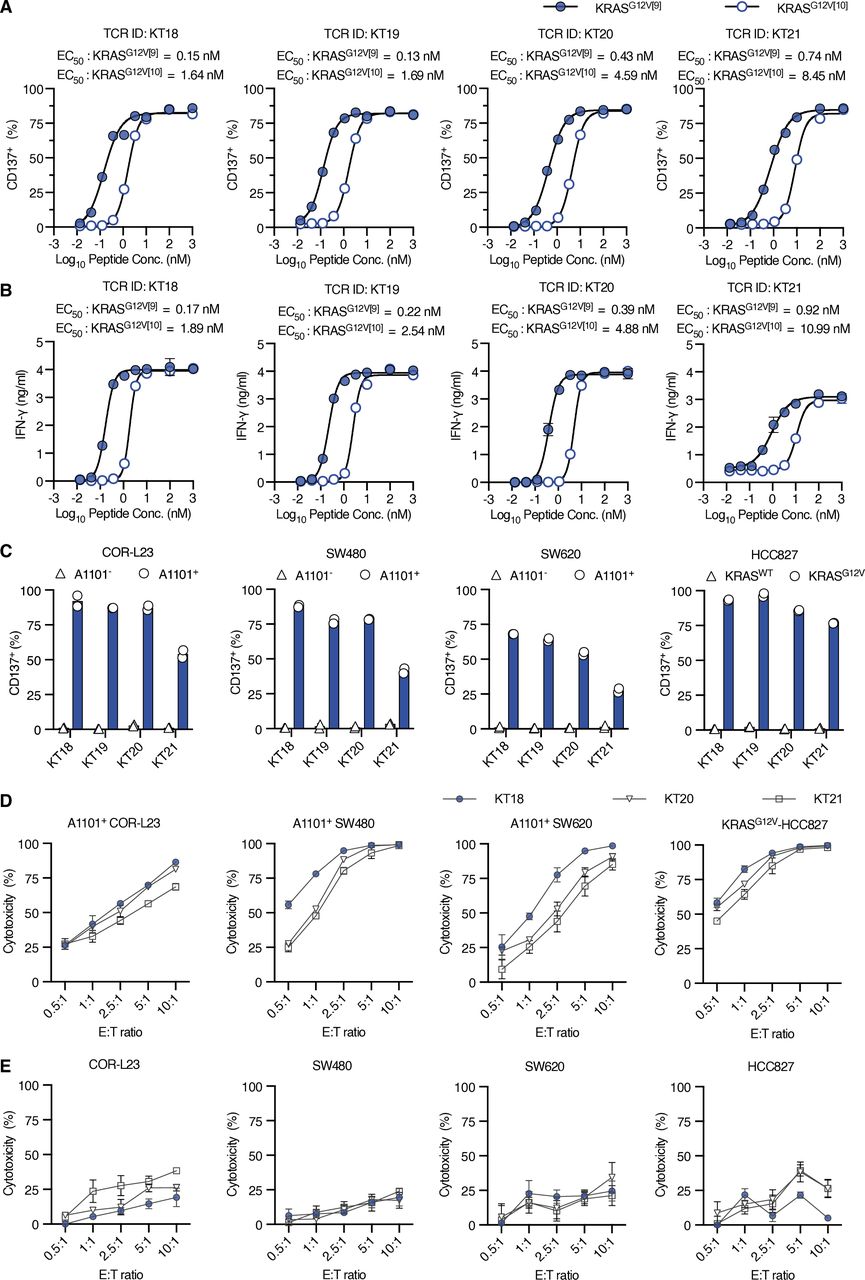 Therapeutic potential of T-cell receptor targeting the HLA-A*11:01 ...