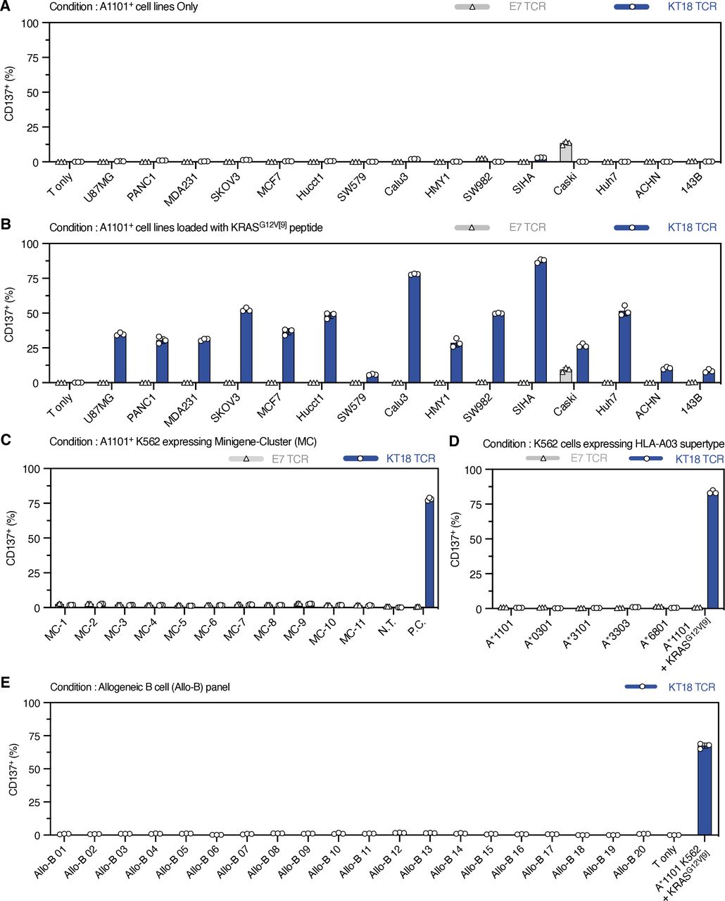 Therapeutic potential of T-cell receptor targeting the HLA-A*11:01 ...