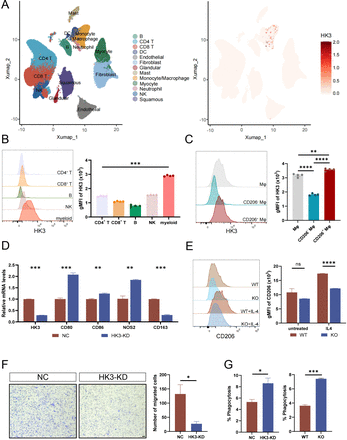 Targeting HK3 in tumor-associated macrophages enhances antitumor ...