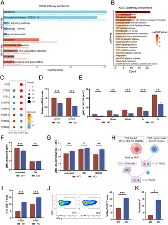 Targeting HK3 in tumor-associated macrophages enhances antitumor ...