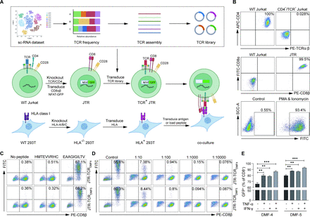 Integrated system for screening tumor-specific TCRs, epitopes, and HLA ...