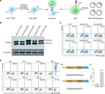 Integrated system for screening tumor-specific TCRs, epitopes, and HLA ...