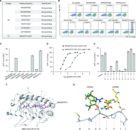 Integrated system for screening tumor-specific TCRs, epitopes, and HLA ...
