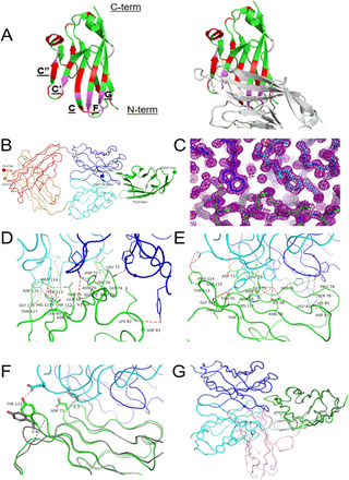 Pharmacological and structural characterization of vibostolimab, a ...