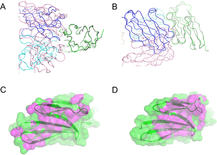 Pharmacological and structural characterization of vibostolimab, a ...