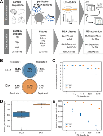 HLA Ligand Atlas DIA: extending the benign immunopeptidomics resource ...