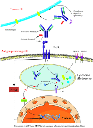 Where does ISAC (immune-stimulating antibody conjugates) go from here ...
