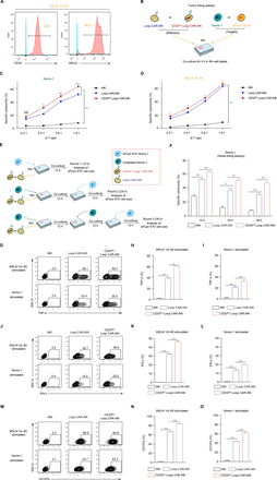 CD33KO-CD33-mesothelin Loop CAR design avoids fratricide and improves ...