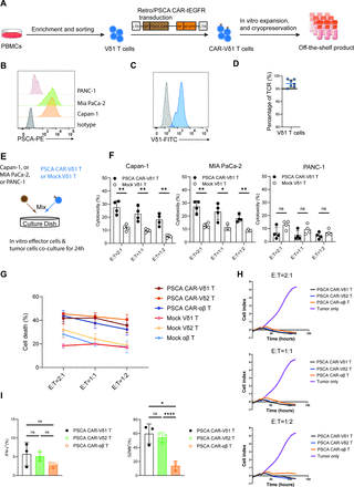 Comparative efficacy and safety of PSCA CAR-engineered Vδ1 γδ T cells ...