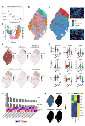 Tertiary lymphoid structures in Merkel cell carcinoma facilitate naïve ...