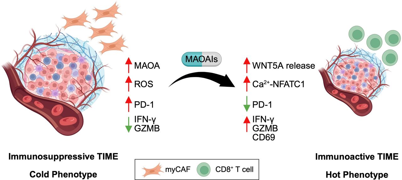 Reprogramming the immunologically cold landscape of prostate cancer ...