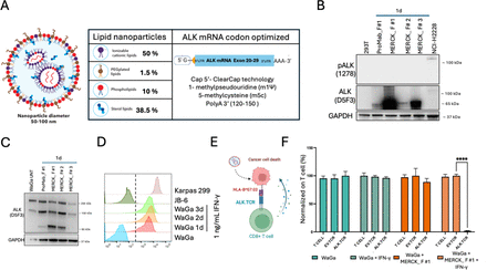 1297 ALK-mRNA vaccine as a new immunotherapy for ALK+ cancers | Journal ...