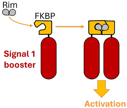239 An inducible signal 1 mimic overcomes limited access to antigen for ...