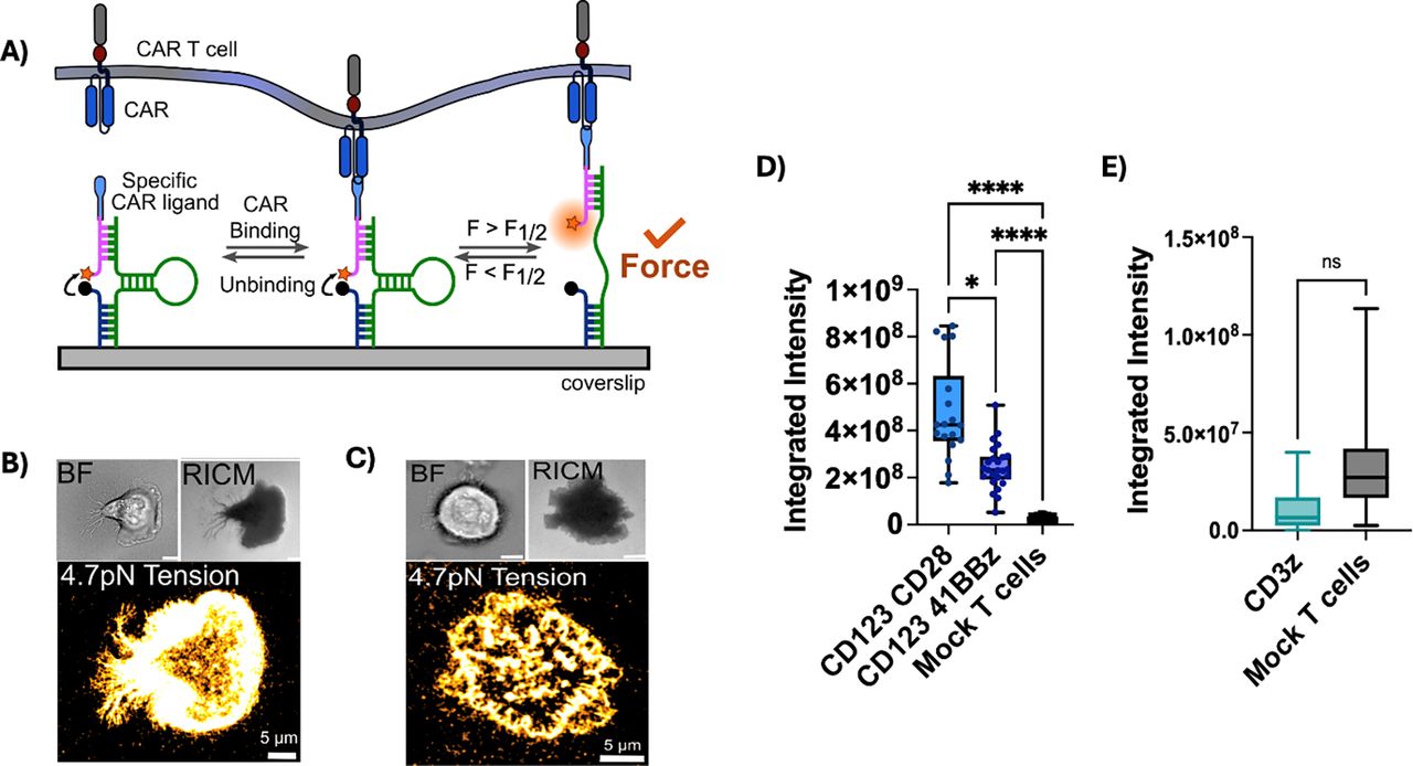 251 Costimulatory domain dictates the mechanobiology of CAR T cells ...