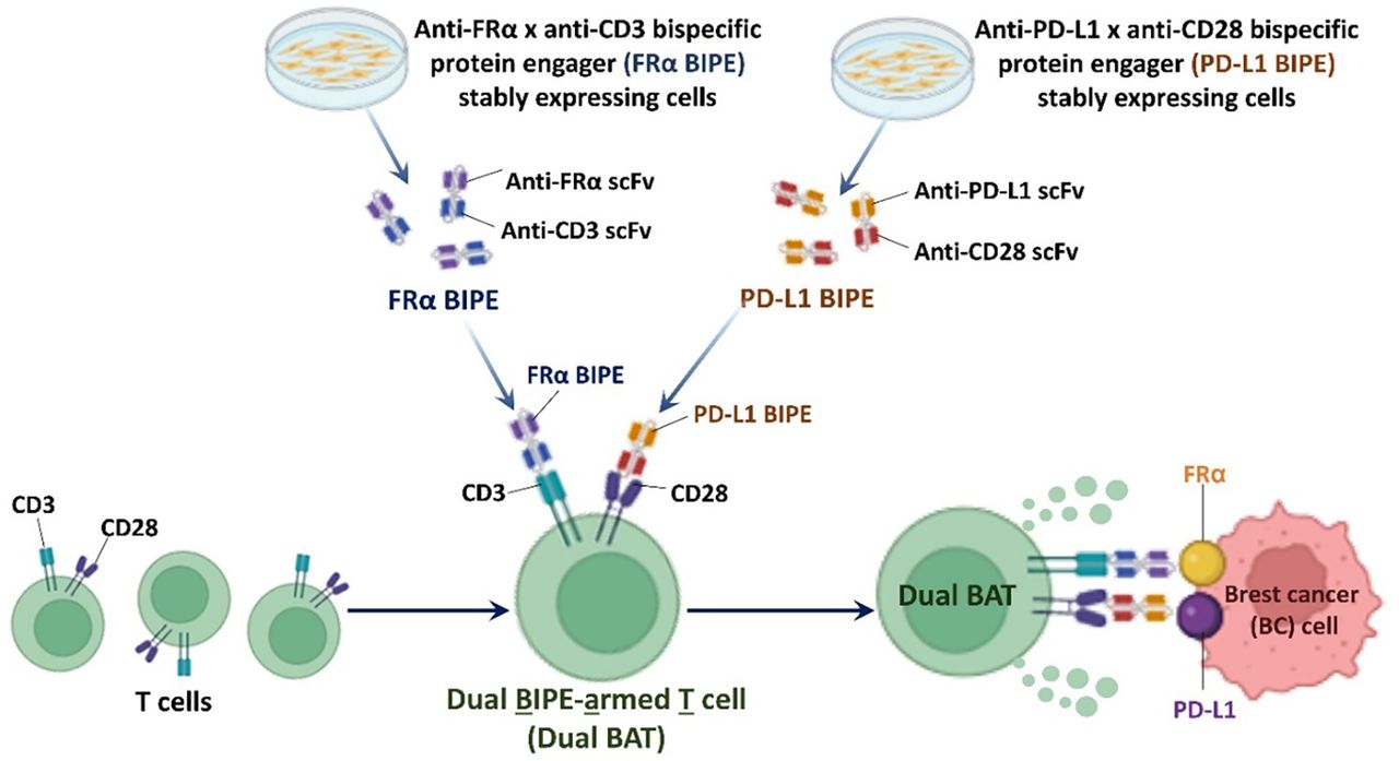 336 Dual bispecific protein engager-armed T cells targeting FRα and PD ...
