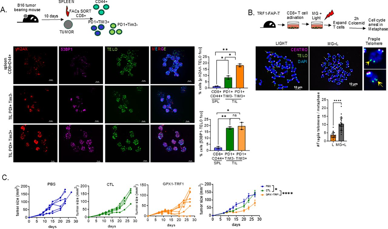 356 Targeting oxidative stress-induced telomere instability improves T ...