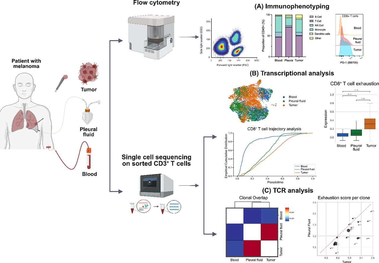 381 Tumor reactive T cells may be harvested from malignant pleural ...