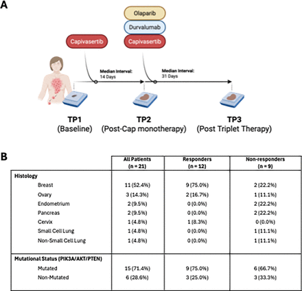 518 Capivasertib, an AKT inhibitor, remodels the tumor microenvironment ...