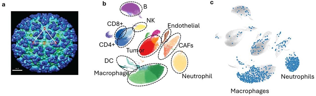 711 Alphavirus replicon particles expressing IL-12 reprogram tumor ...