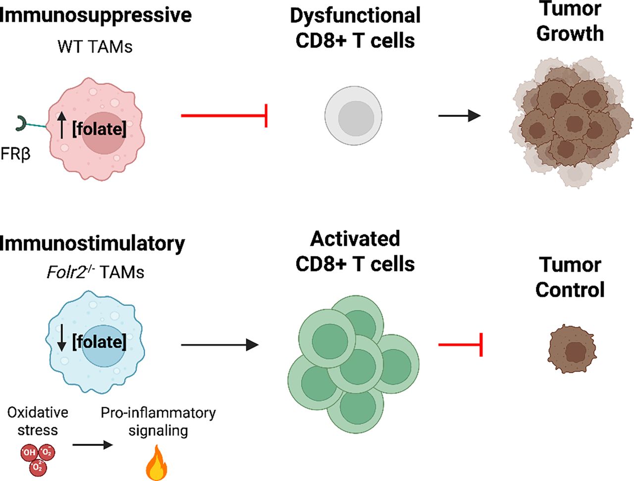 799 Dissecting the role of folate receptor beta-mediated one-carbon ...