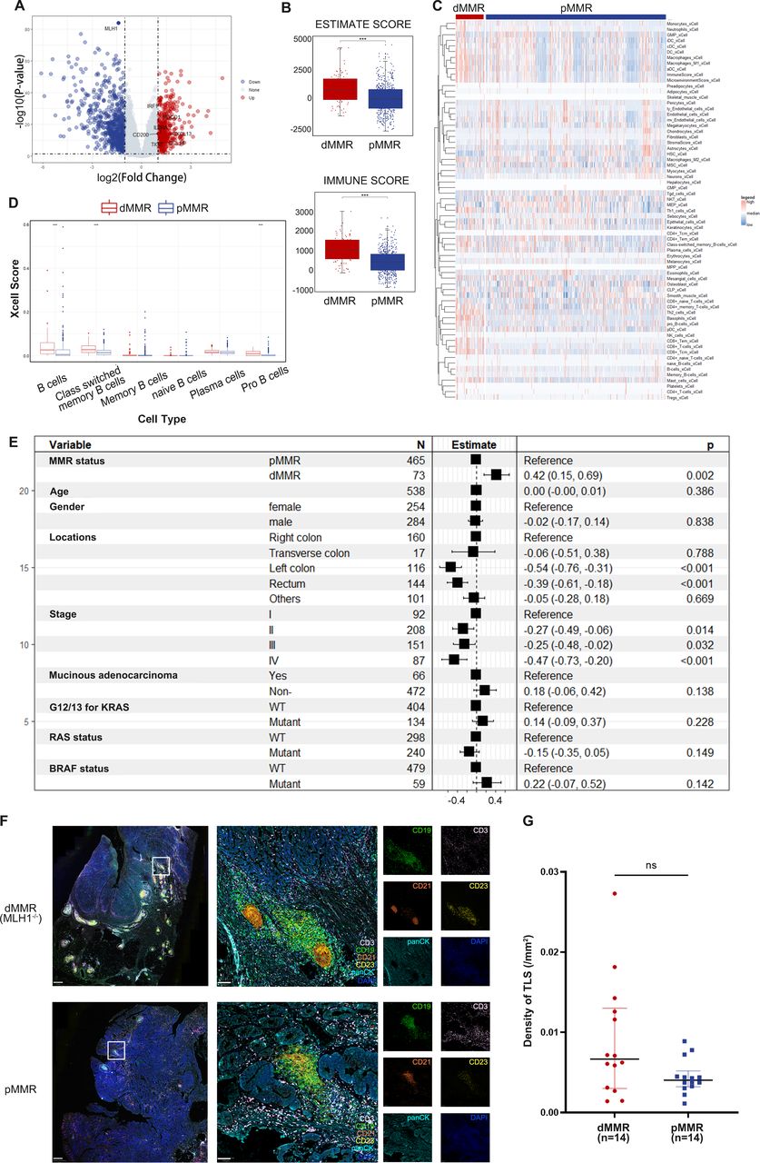 Memory B cell subset shapes antitumor immunity and response to PD-1 ...