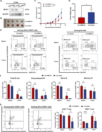Memory B cell subset shapes antitumor immunity and response to PD-1 ...