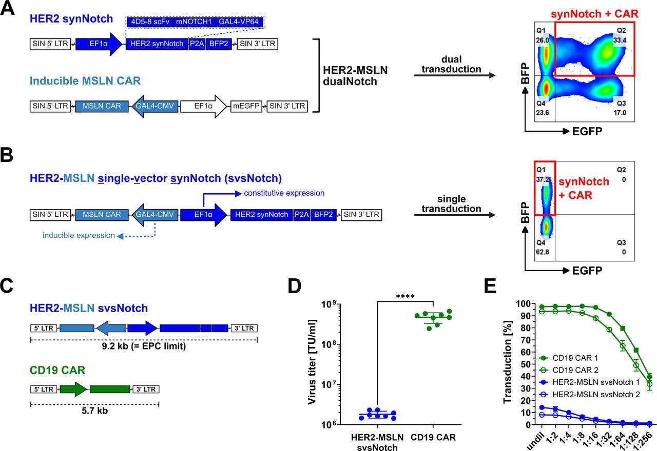 Engineering single-vector logic-gated CAR T cells with transgene sizes ...