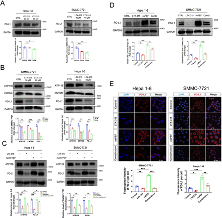 Oncolytic peptide LTX-315 targets PD-L1 to improve antitumor immune ...