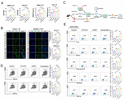 Oncolytic peptide LTX-315 targets PD-L1 to improve antitumor immune ...