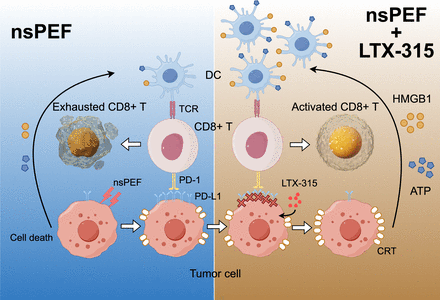 Oncolytic peptide LTX-315 targets PD-L1 to improve antitumor immune ...