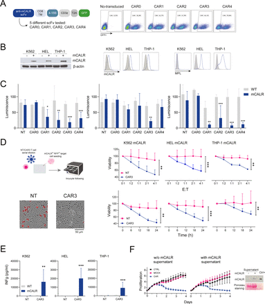Mutant calreticulin enables potent and selective CAR-T cell therapy in ...