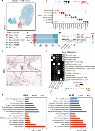 Decoding adipocyte heterogeneity through single-nucleus transcriptomics ...