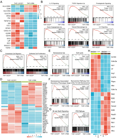 Tumor-associated macrophages educated by IGSF9 exhibit a senescence ...