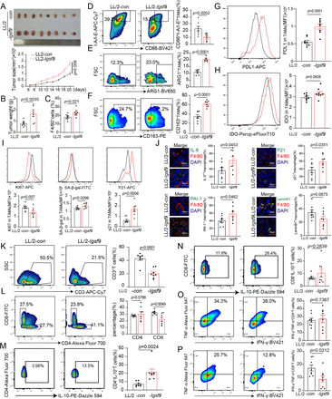 Tumor-associated macrophages educated by IGSF9 exhibit a senescence ...