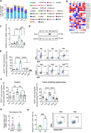 Stearoyl-CoA desaturase-1 controls the differentiation and antitumoral ...
