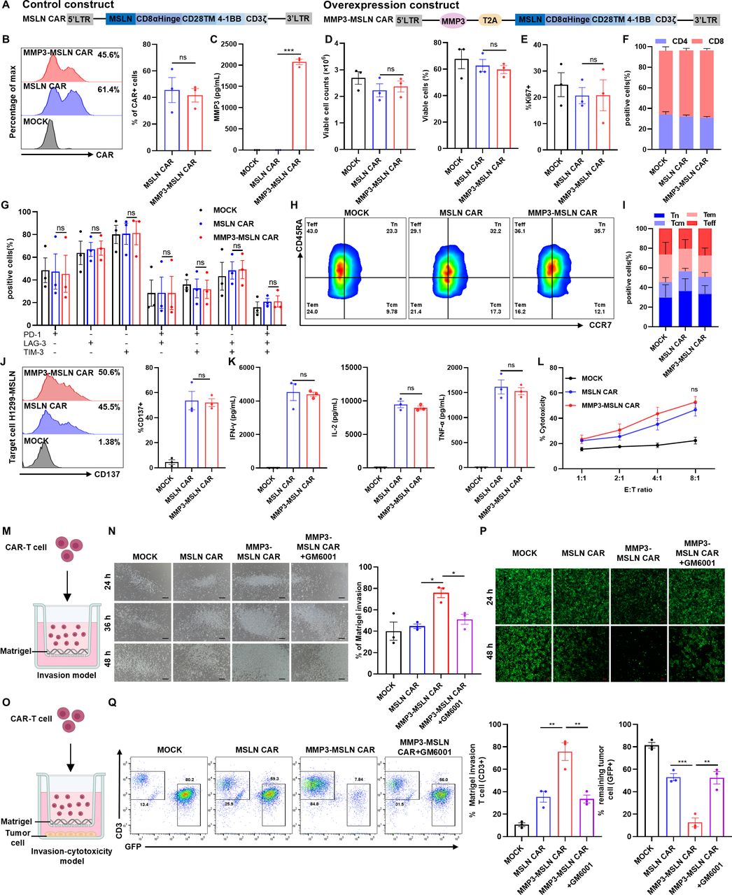 MMP3 overexpression enhances CAR-T cell infiltration and antitumor ...