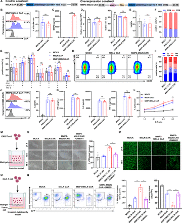 MMP3 overexpression enhances CAR-T cell infiltration and antitumor ...