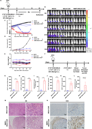 MMP3 overexpression enhances CAR-T cell infiltration and antitumor ...