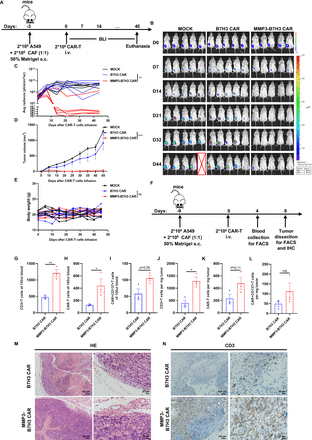 MMP3 overexpression enhances CAR-T cell infiltration and antitumor ...