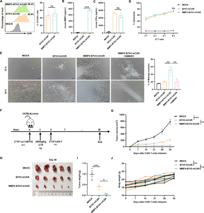 MMP3 overexpression enhances CAR-T cell infiltration and antitumor ...