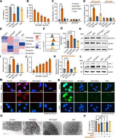 Fully human anti-B7-H4 antibody induces lysosome-dependent ferroptosis ...
