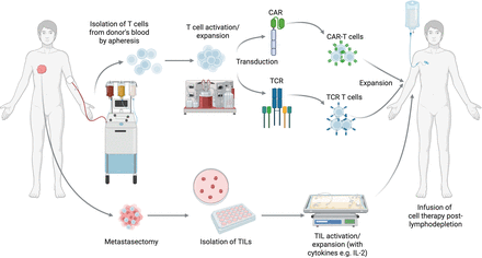 Cell therapy in sarcoma: current landscape and future directions ...