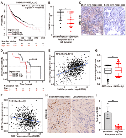 SAMHD1 drives immunosuppression in non-small cell lung cancer by ...