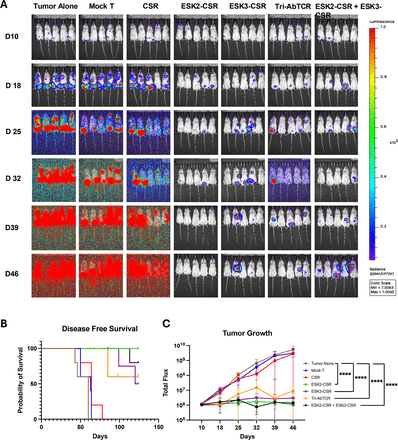 Trispecific targeting of T cells engineered with TCR mimic antibodies ...