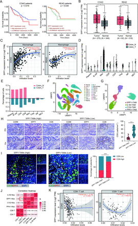 Targeting macrophage-derived SPP1 enhances CD8 T cell infiltration via ...