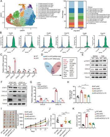 Targeting macrophage-derived SPP1 enhances CD8 T cell infiltration via ...