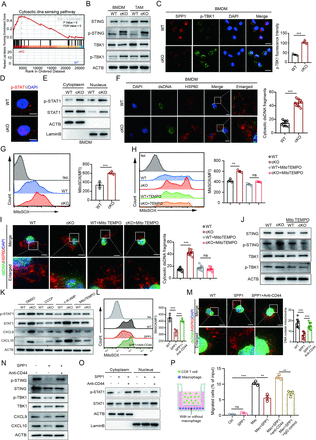 Targeting macrophage-derived SPP1 enhances CD8 T cell infiltration via ...