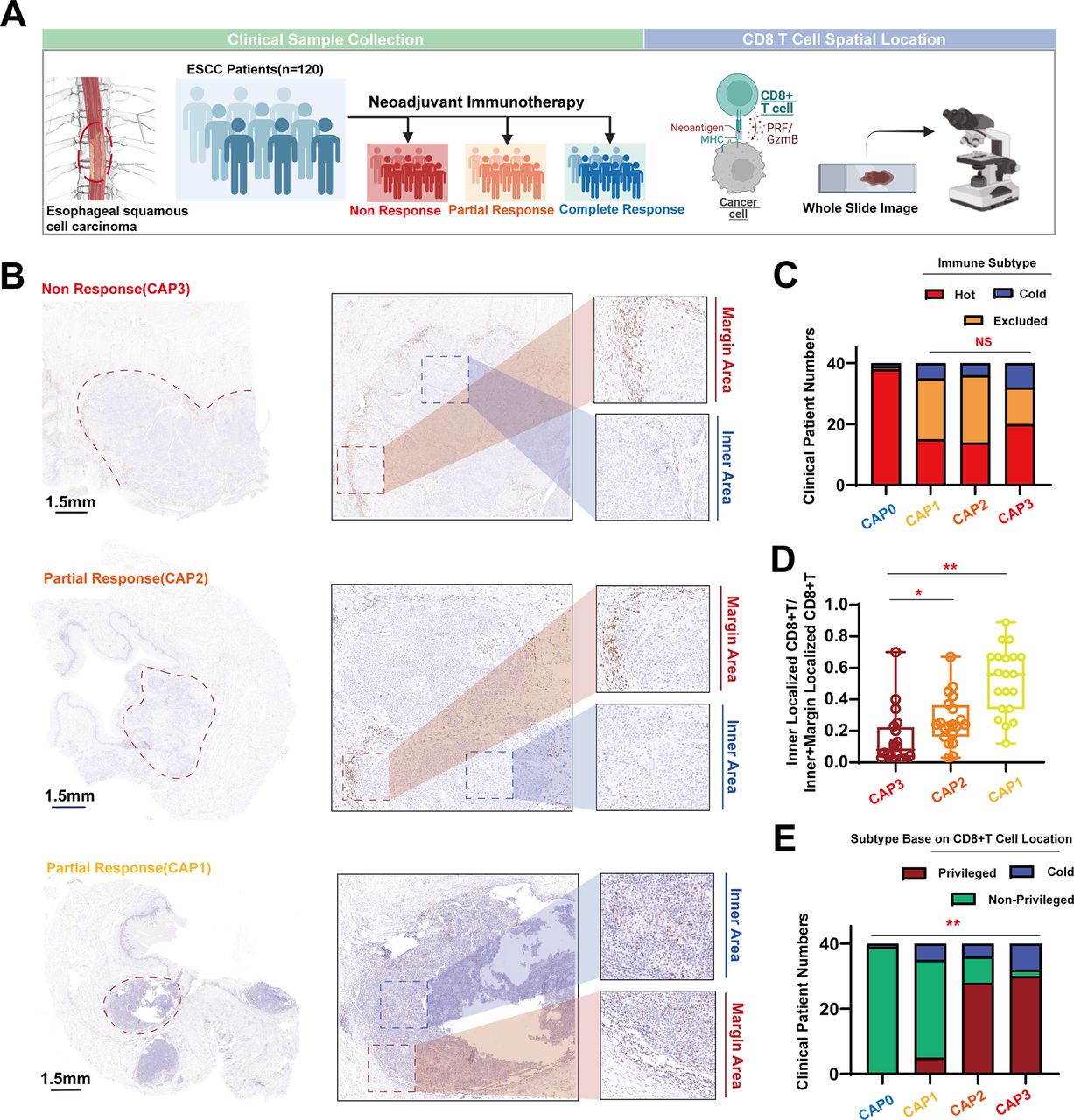 An Immune-privileged niche mediates immunotherapy resistance in ...