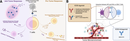 Advancing ICOS agonism in solid tumors: lessons from INDUCE-1 | Journal ...